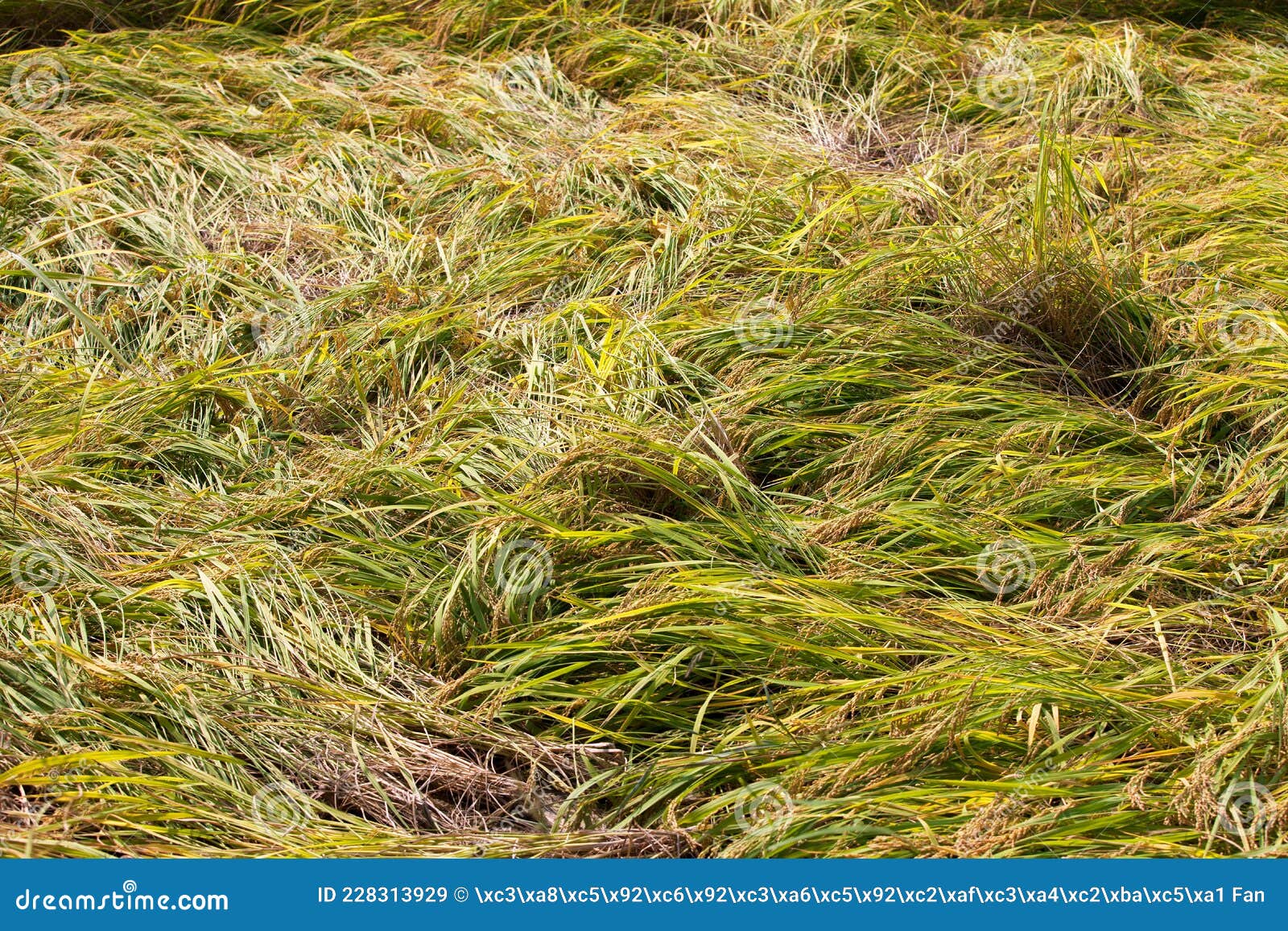 Large-scale Lodging of Rice after the Disaster Stock Image - Image of ...