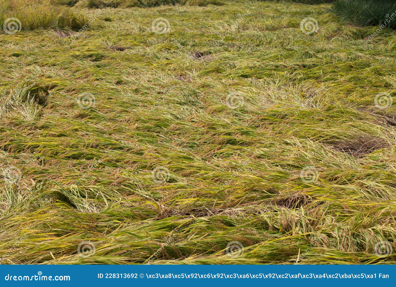 Large-scale Lodging of Rice after the Disaster Stock Photo - Image of ...