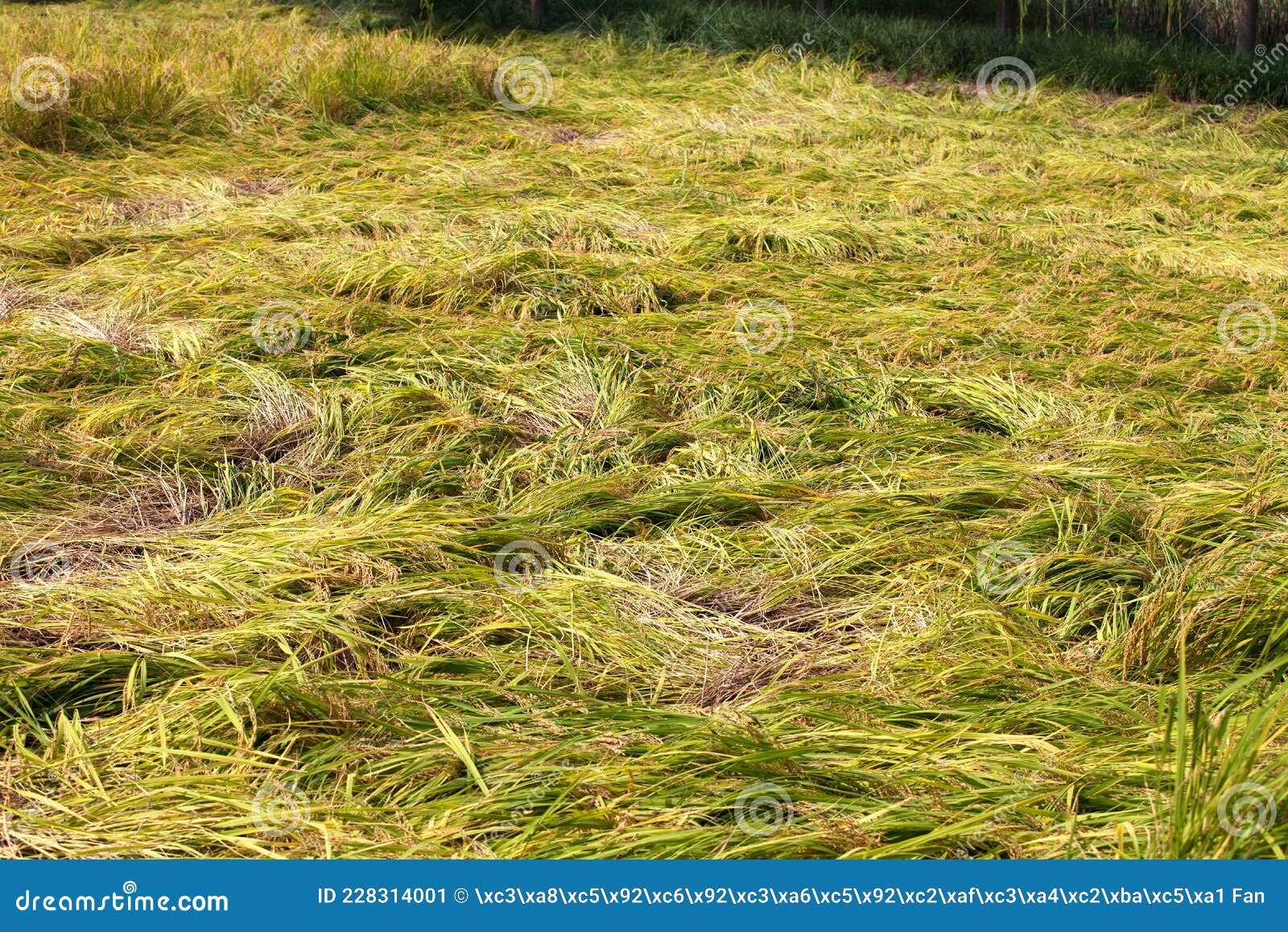 Large-scale Lodging of Rice after the Disaster Stock Image - Image of ...