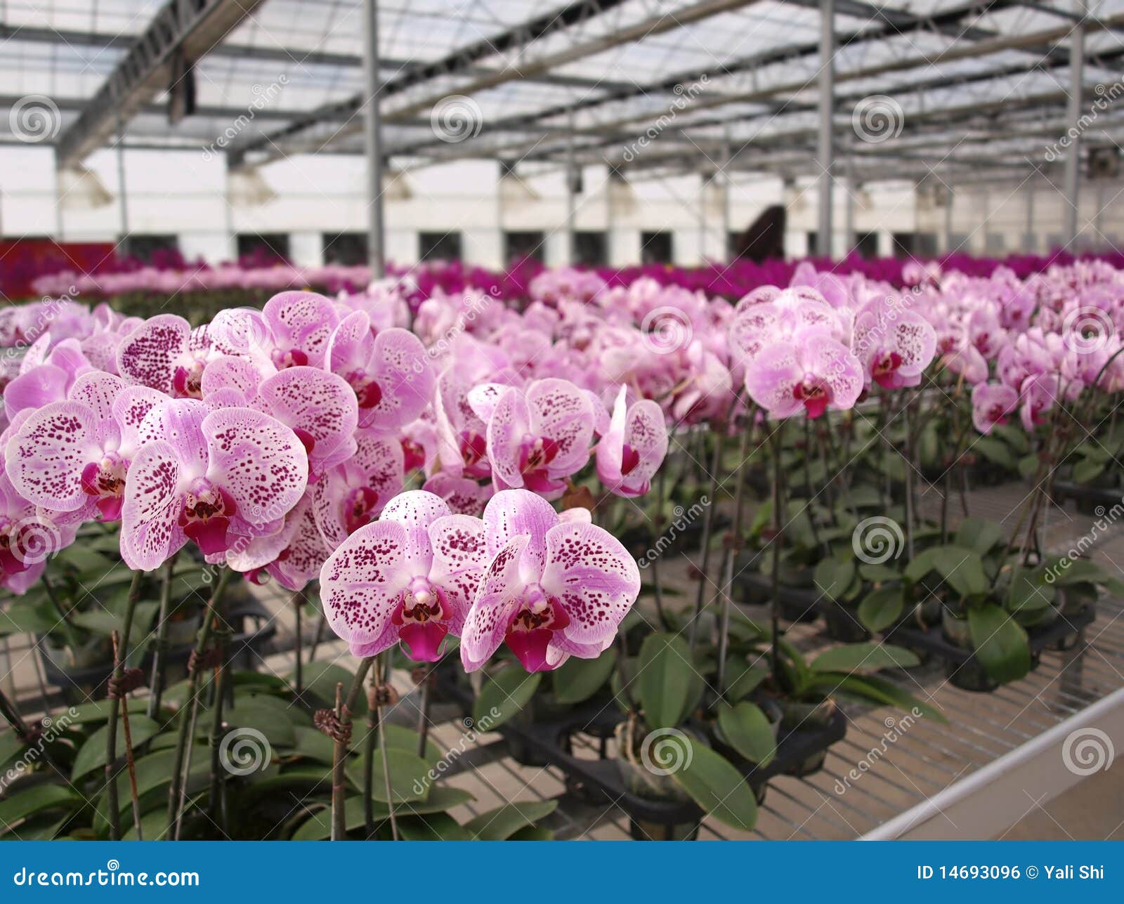 Large Scale Orchid Nursery stock photo. Image of beauty - 14693096