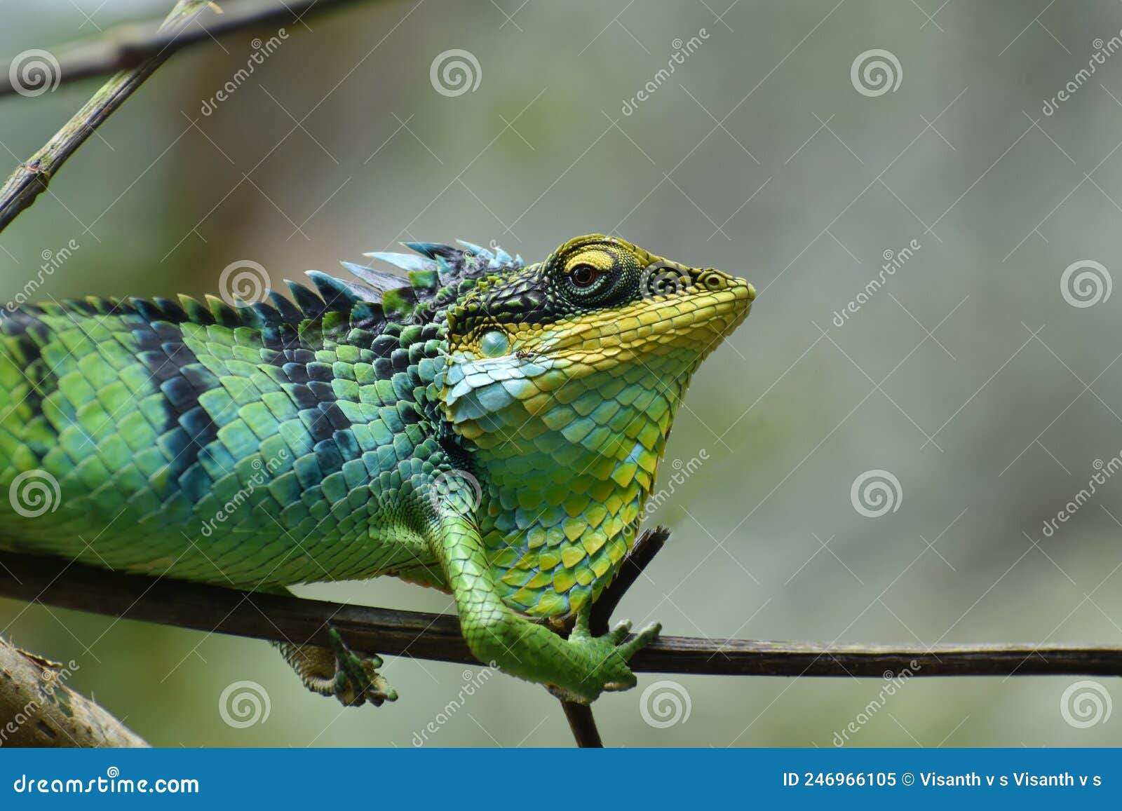 Large scaled forest lizard stock image. Image of scaled - 246966105