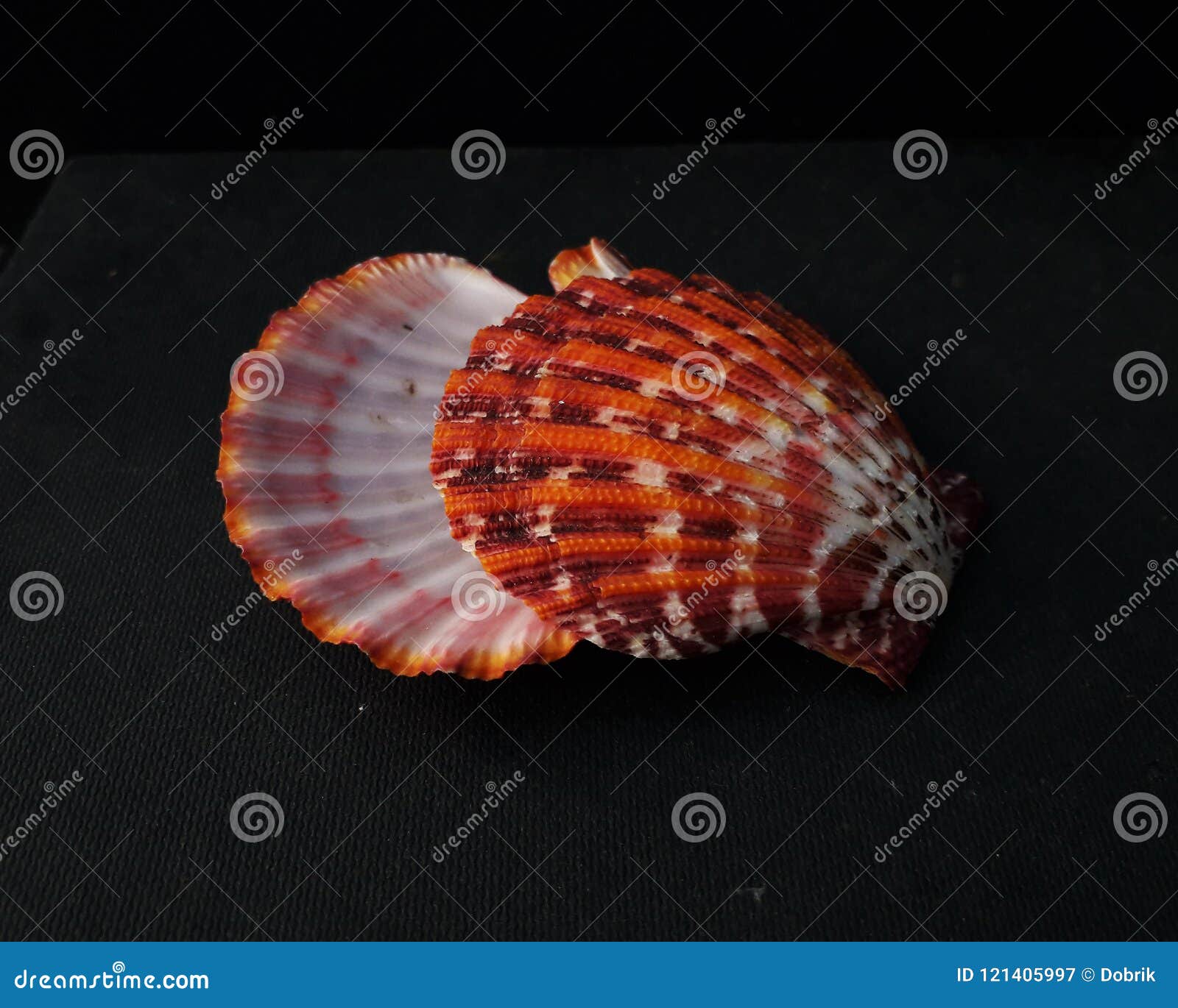 Large Scallop Shells.Seashell Comb Venus a Dark Background. Seashell ...