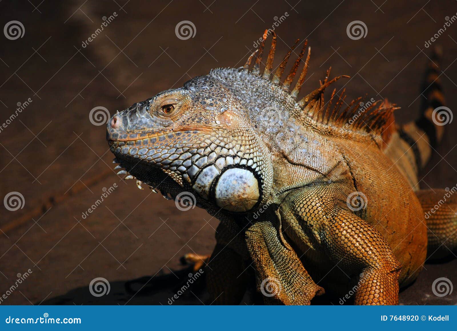 Large Scaly Lizard Face stock photo. Image of iguana, color - 7648920