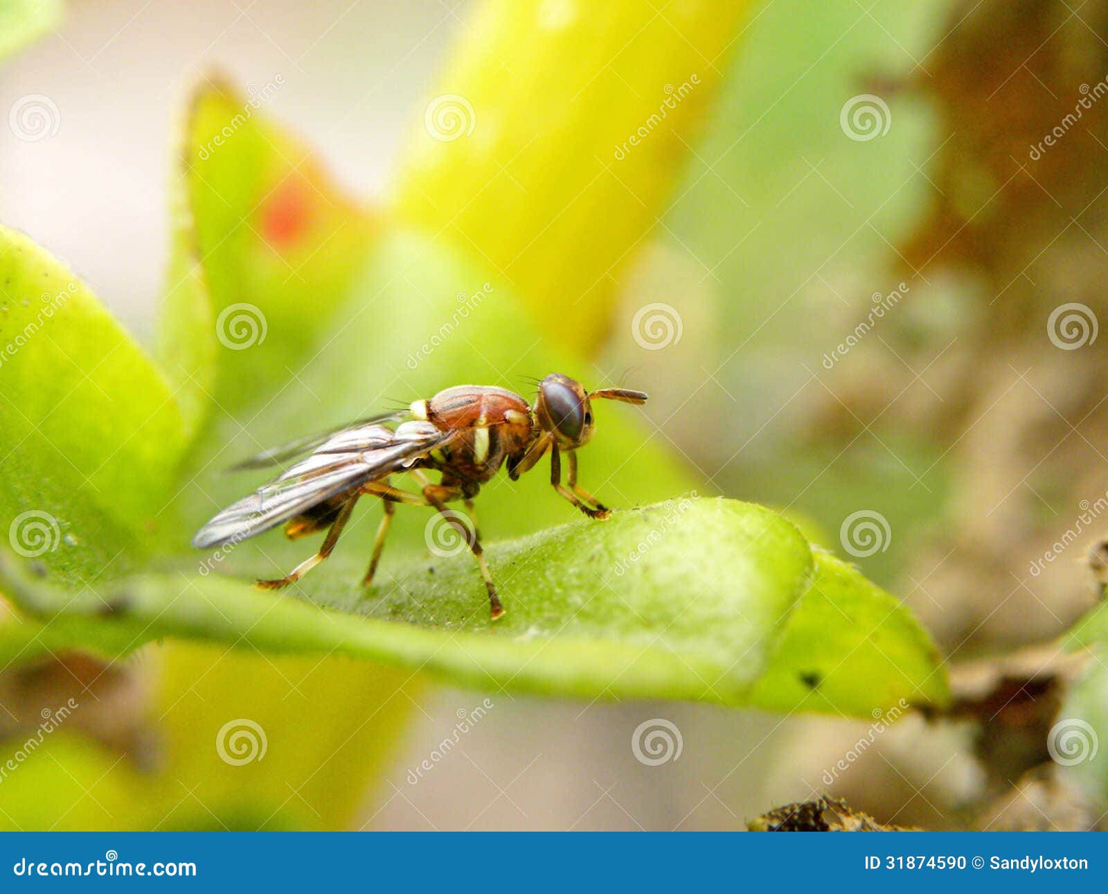 Large Scavenger Fly stock photo. Image of insect, antennae - 31874590
