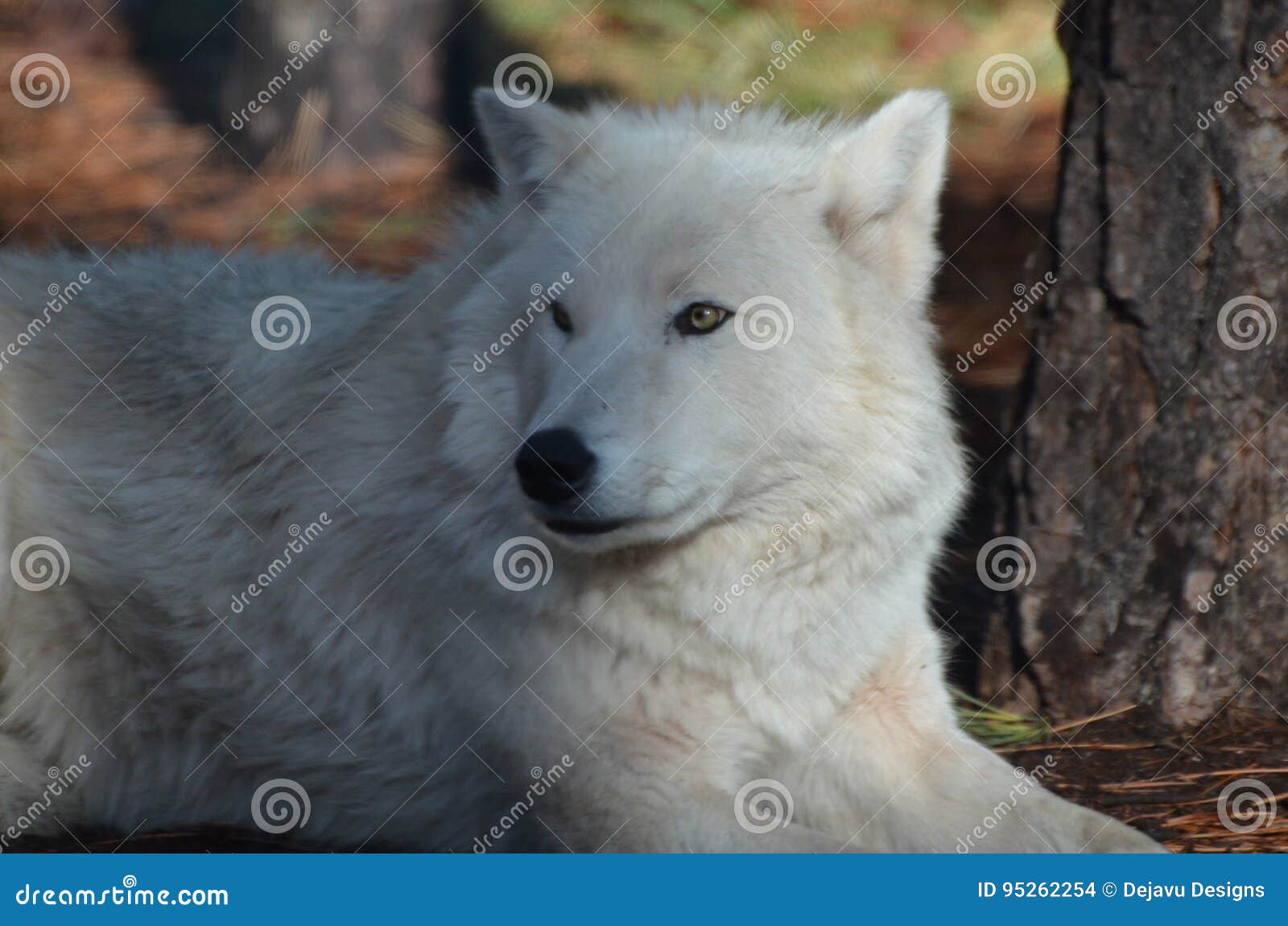 Large Scenic White Wolf Resting in Nature Stock Photo - Image of white ...