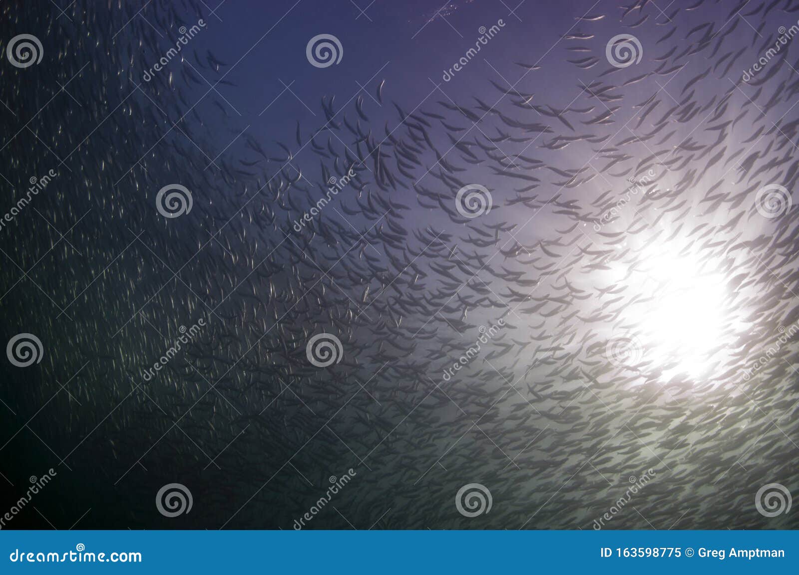 A Large School of Bait Fish Stock Image - Image of fish, travel: 163598775
