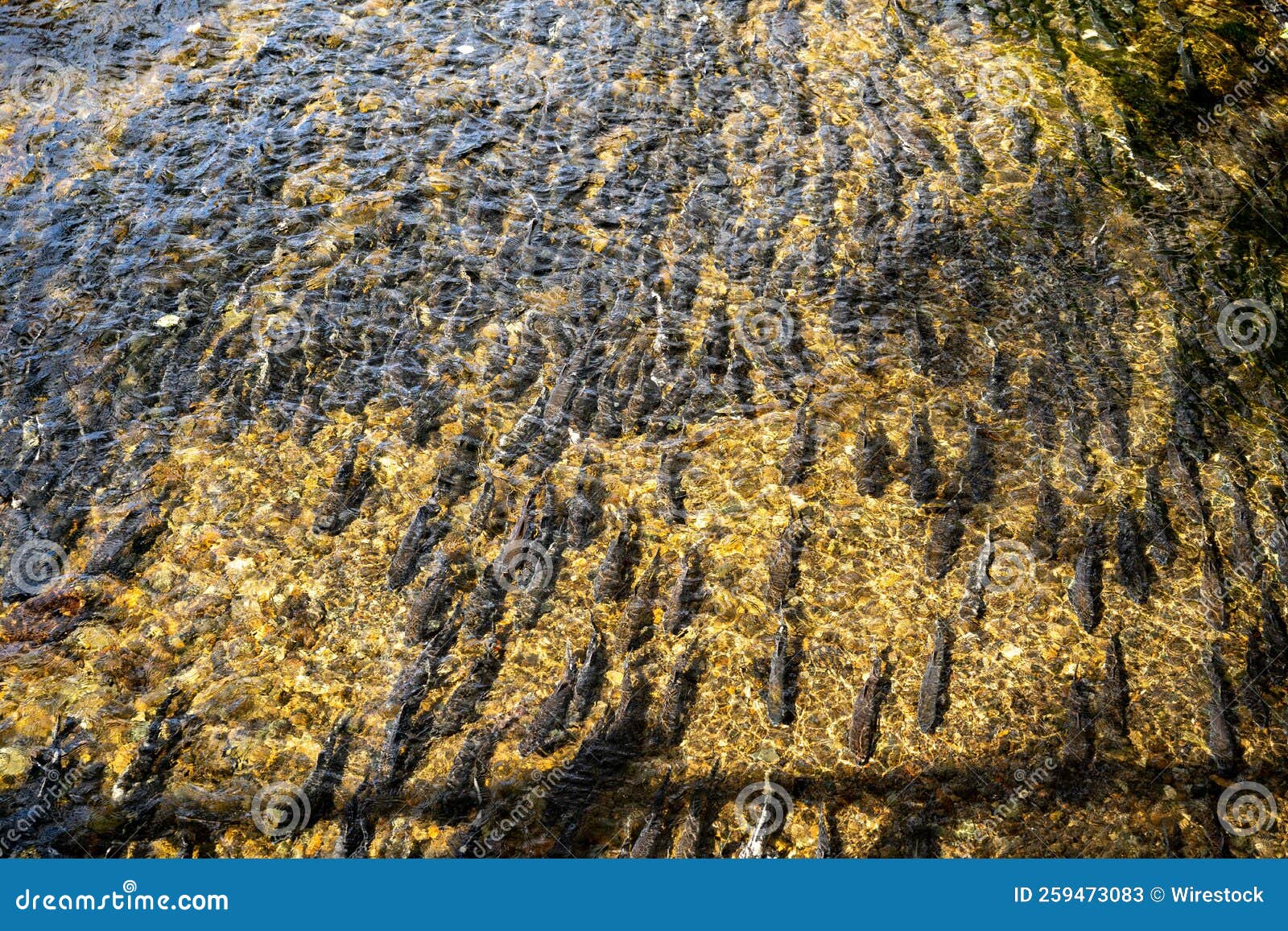 Large School of Salmon in a Stream Stock Image - Image of aquatic ...
