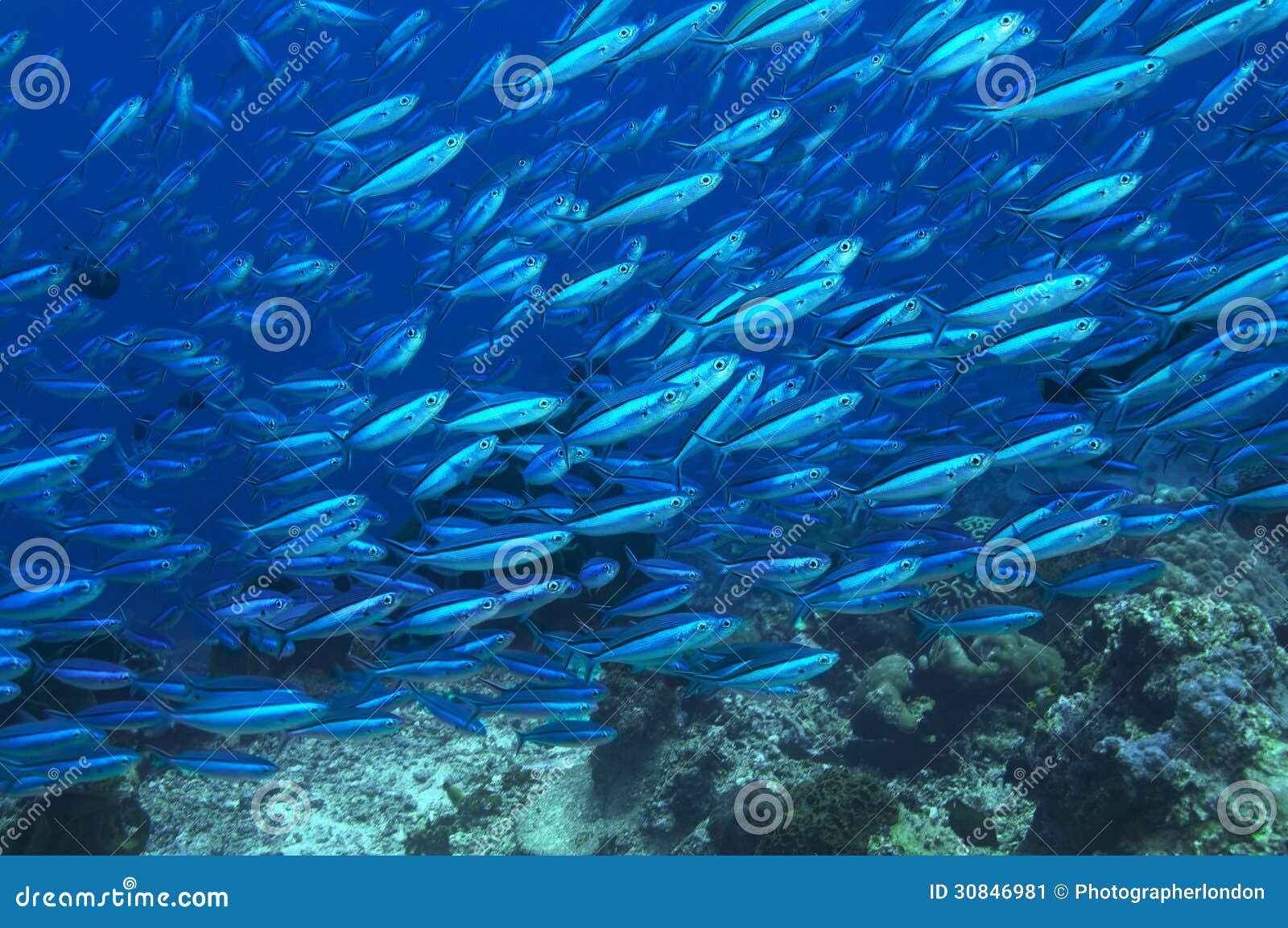 Large School of Tropical Fish in Ocean Stock Image - Image of large ...