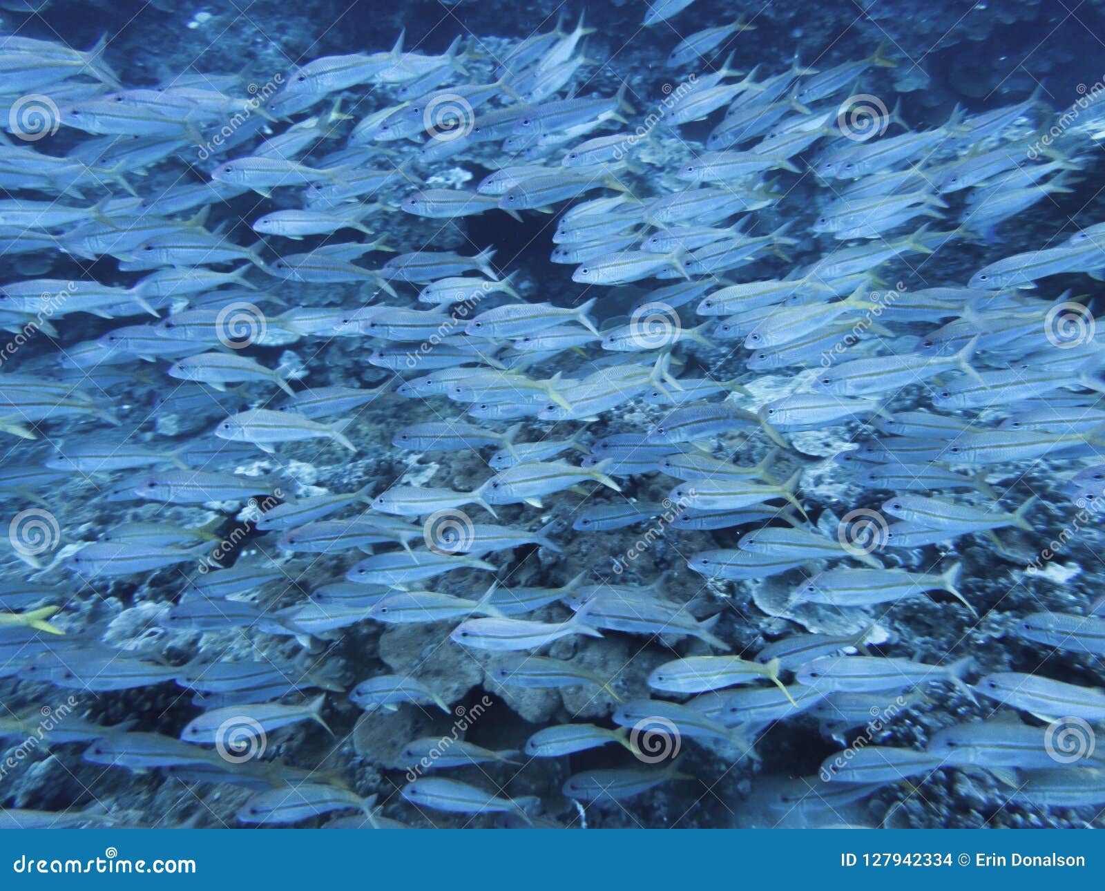 Large School of Tropical Fish Traffic Under Water Stock Photo - Image ...