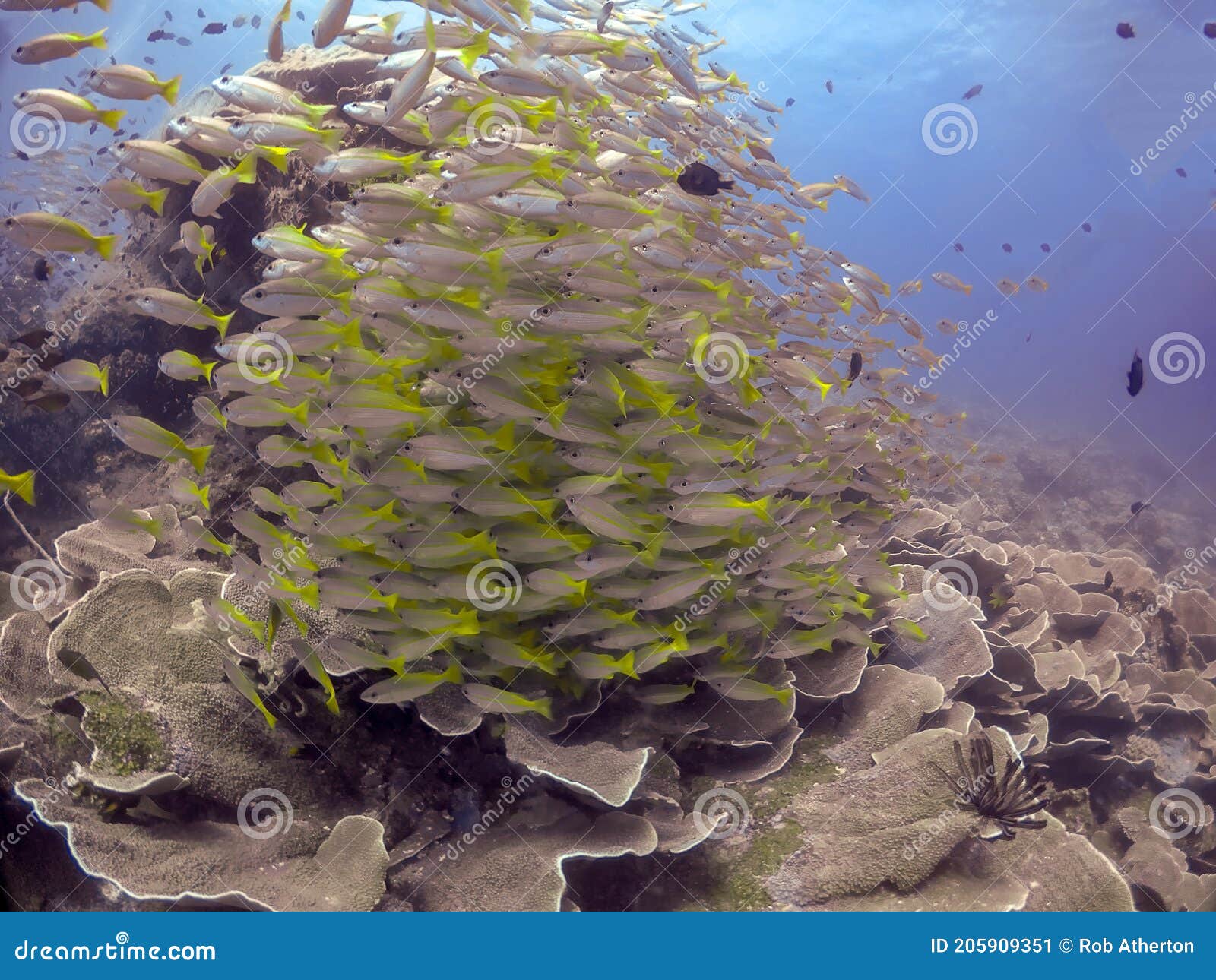 A Large School of Yellowtail Snapper Ocyurus Chrysurus in El Nido Stock ...