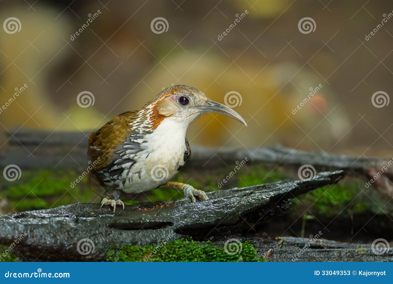 Large Scimitar-Babbler stock image. Image of babbler - 33049353