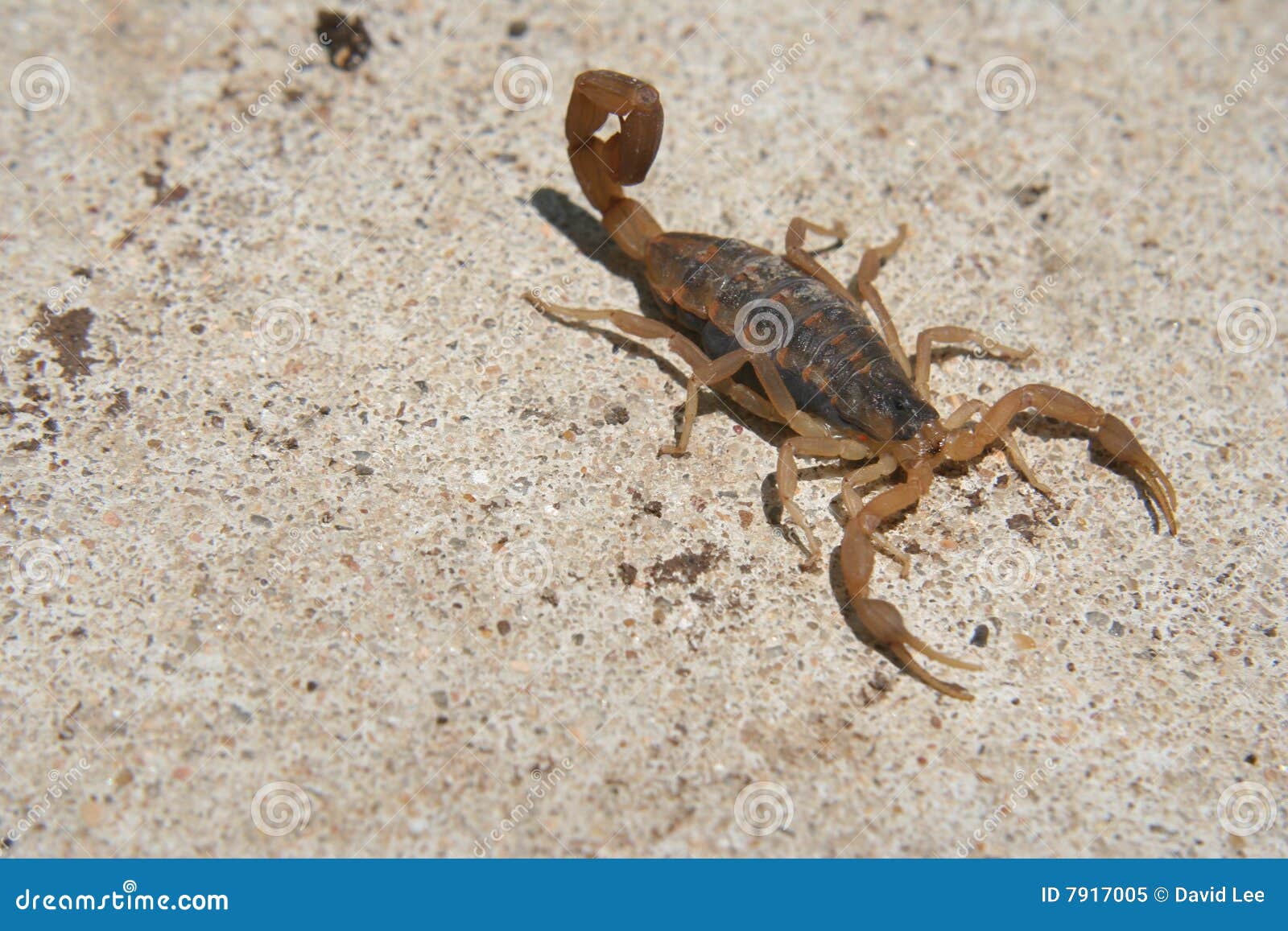 Large Scorpion Royalty Free Stock Photo - Image: 7917005