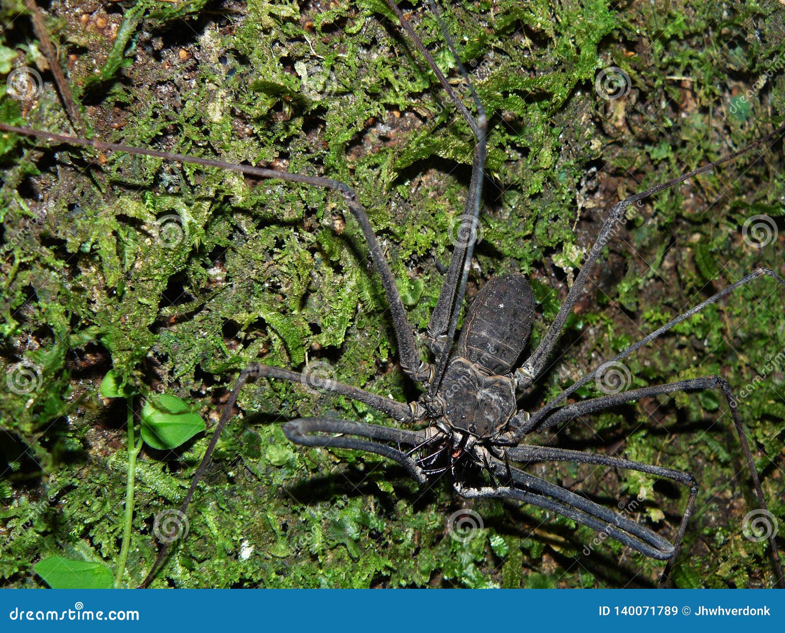 Scorpion Spider Conch Shell Lambis Scorpius In Sand Isolated On White ...