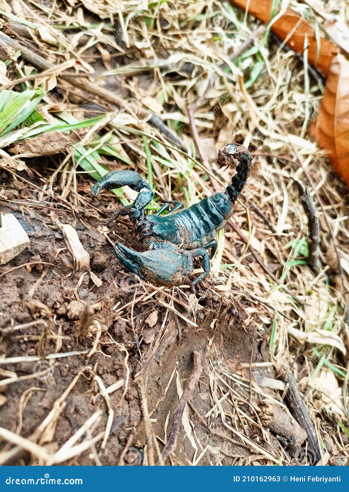 Large scorpions hunt prey stock image. Image of leaf - 210162963