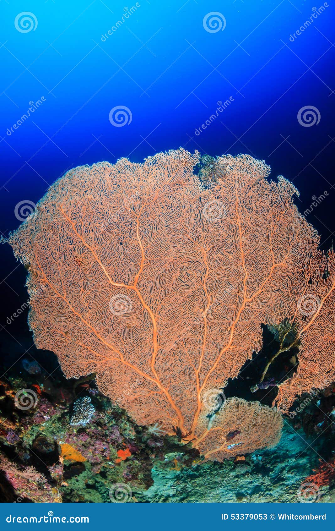Large sea fan stock image. Image of aquatic, scuba, gorgonian - 53379053