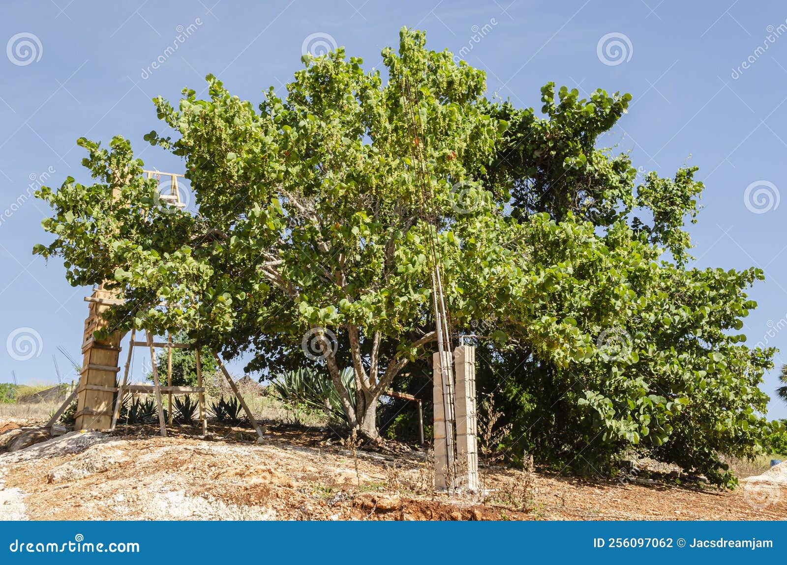Sea Grape Tree stock photo. Image of beach, forest, growing - 256097062