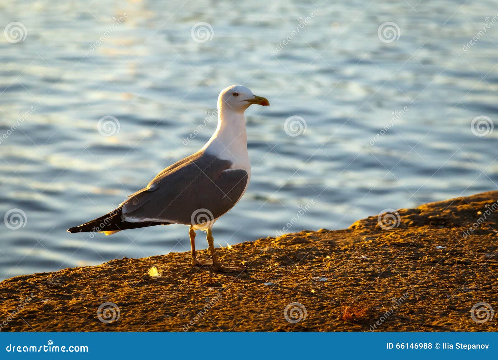 Large Sea Gull in the Morning Stock Photo - Image of wildlife, bird ...