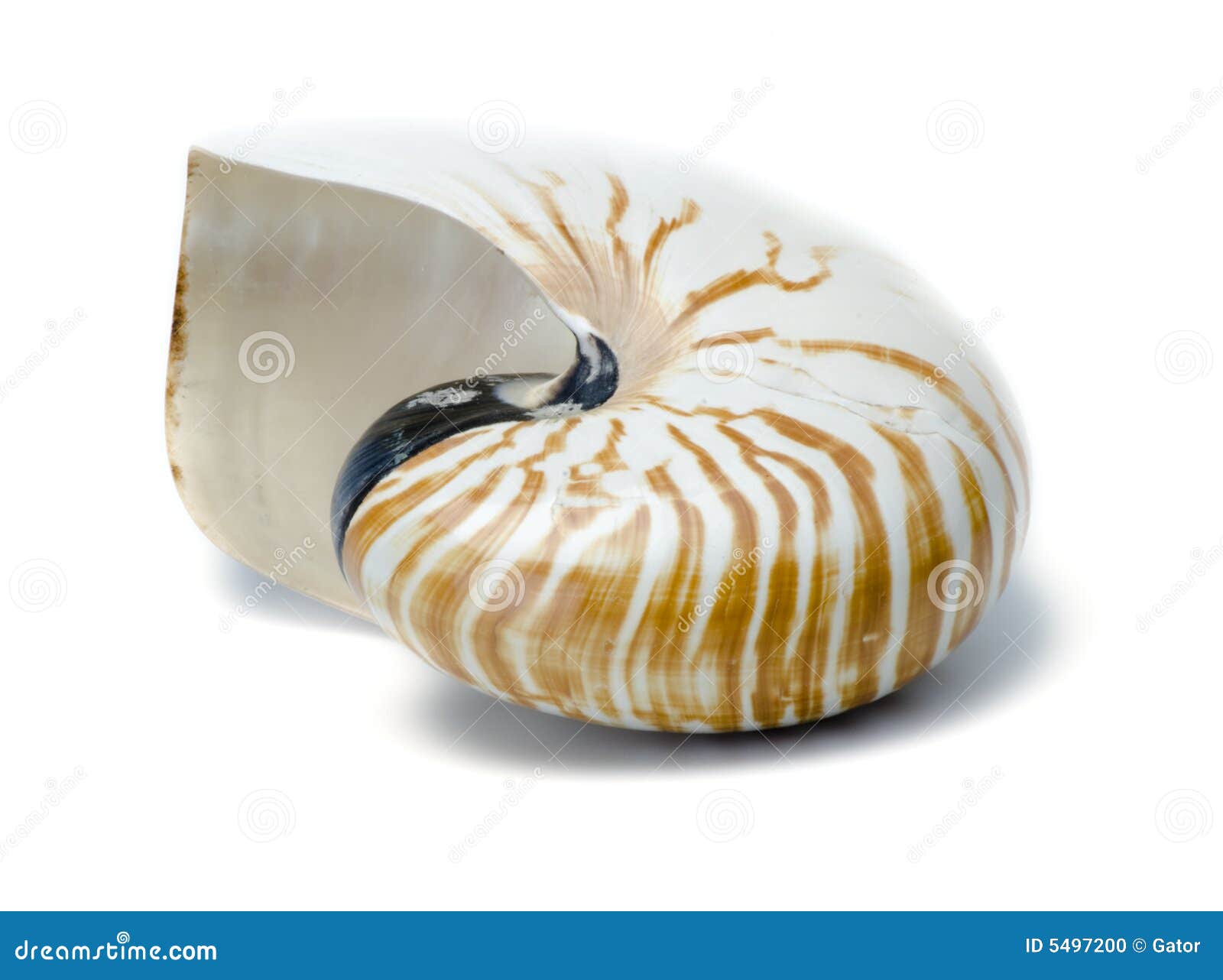 Large sea shell stock photo. Image of maldives, isolated - 5497200