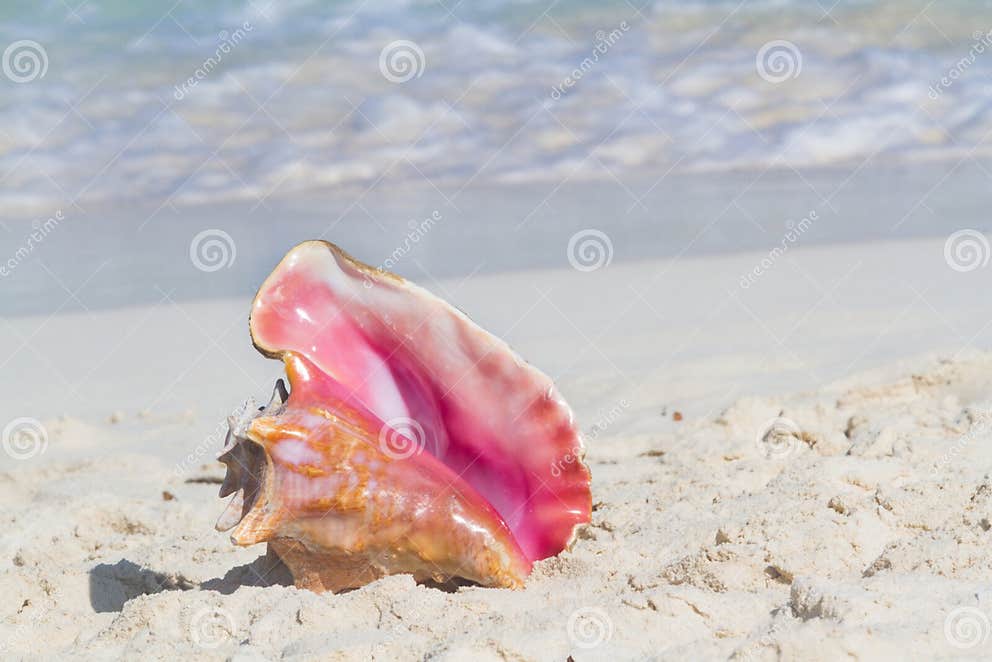 Large sea shell stock photo. Image of shell, tropical - 290245282
