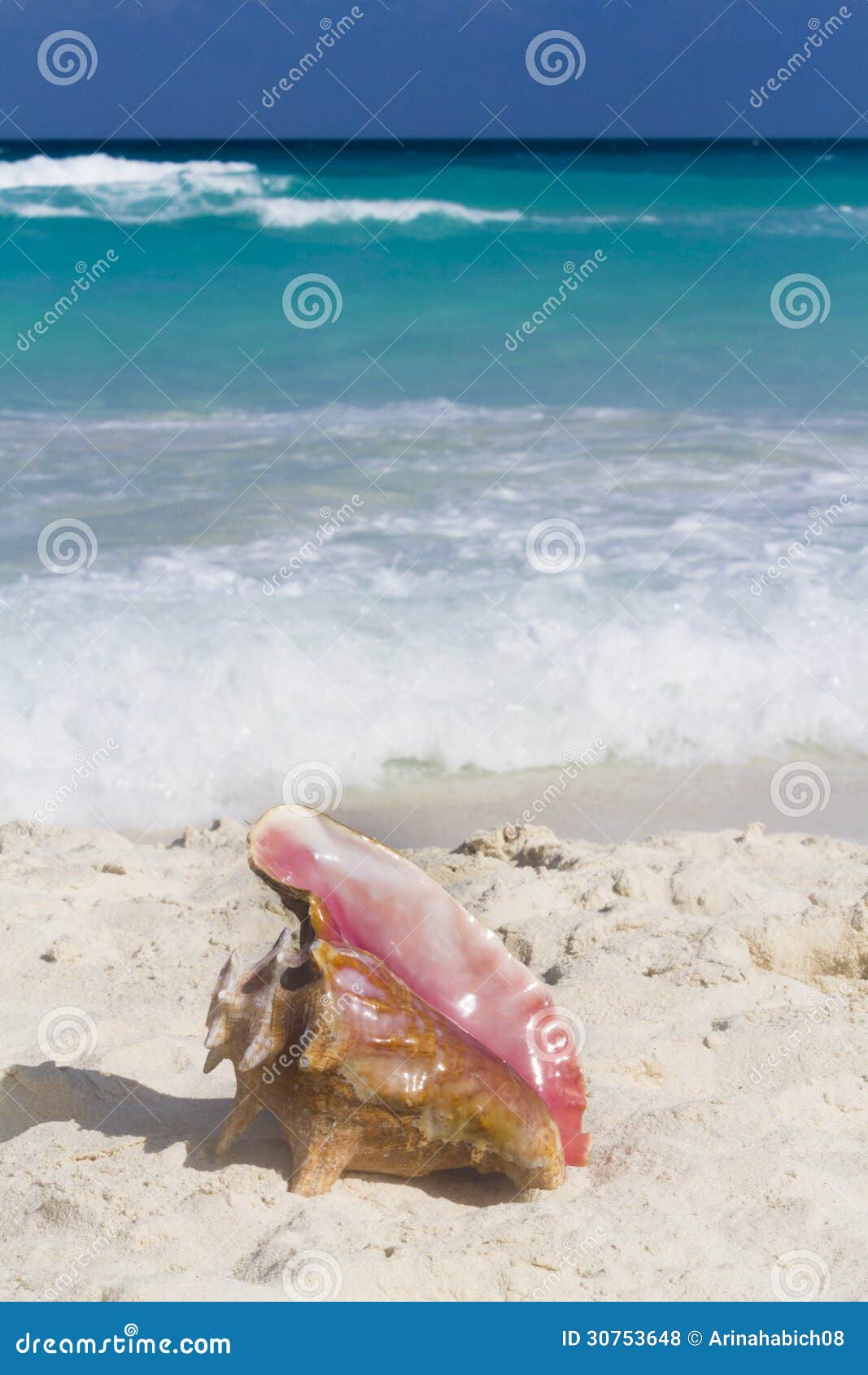 Large sea shell stock photo. Image of color, caribbean - 30753648