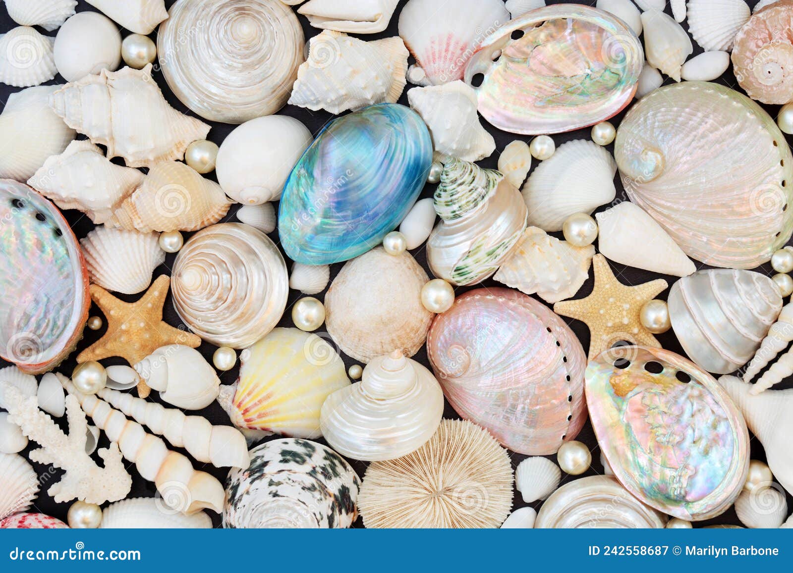 Sea Shell Collection With A Large Variety Of Shells, Sydney, NSFW ...