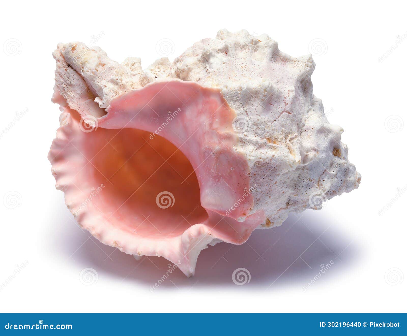 Large Sea Shell stock photo. Image of ocean, spiral - 302196440