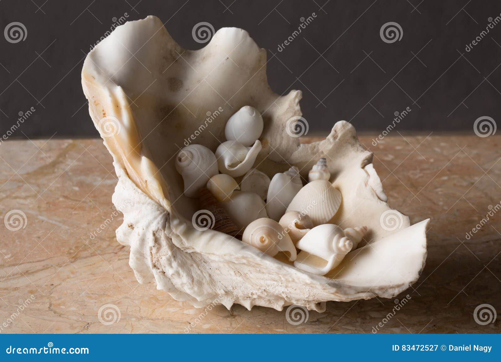Large Sea Shell Filled with Snails on Marble Table Top Stock Image ...