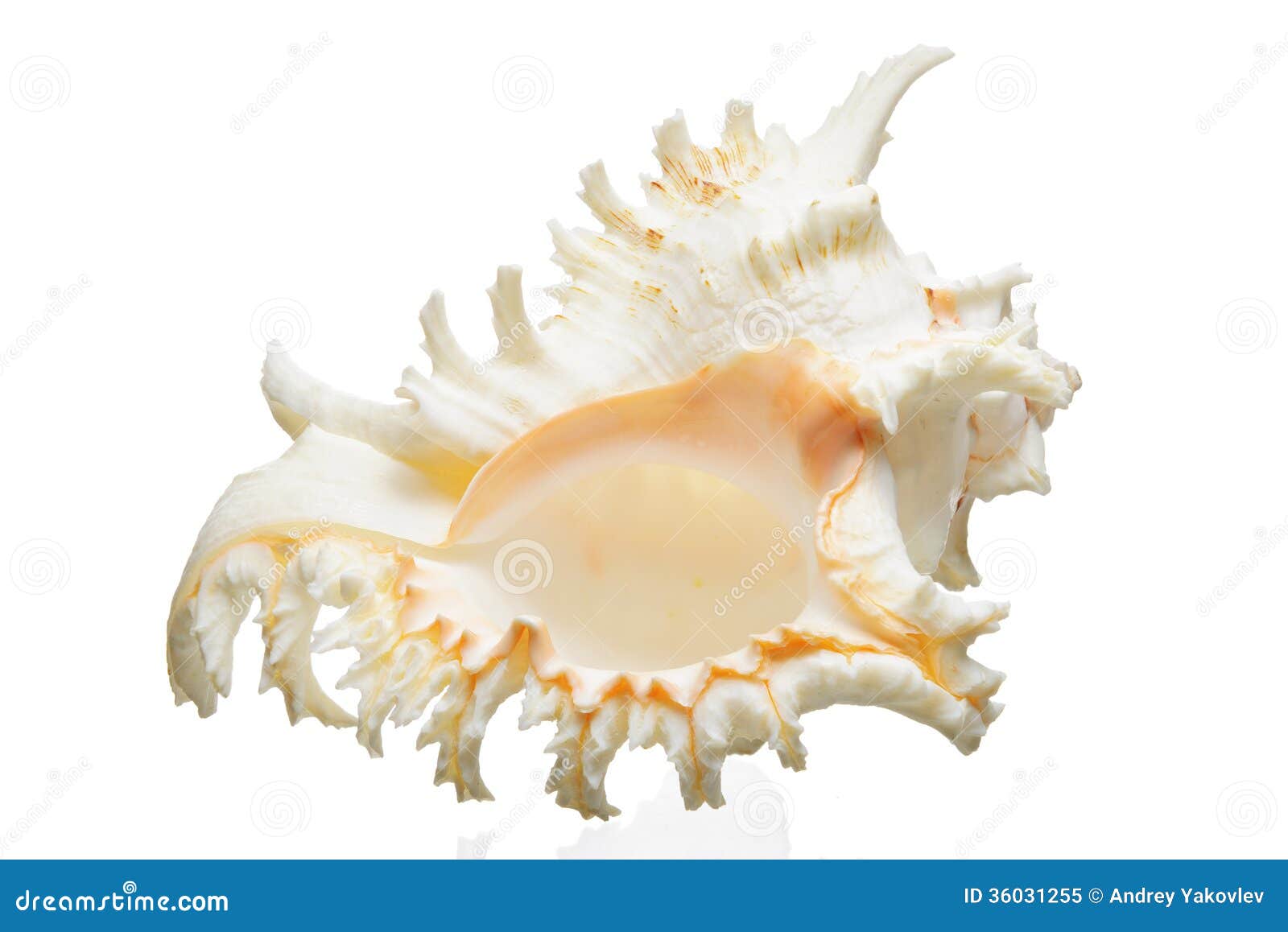 Large sea shell stock image. Image of beach, single, color - 36031255