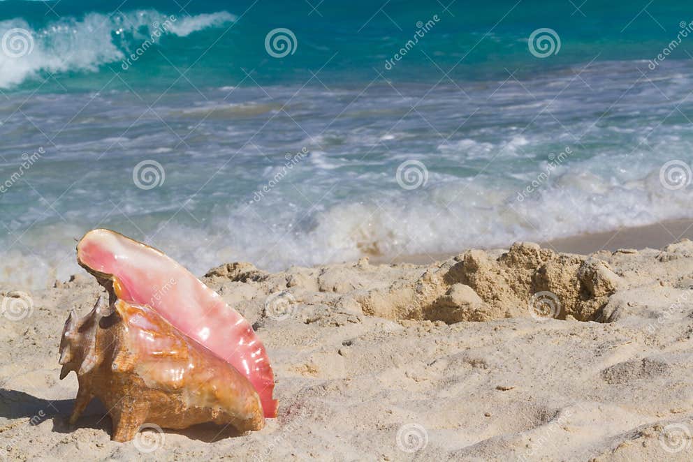 Large sea shell stock photo. Image of cancun, landscape - 290247172