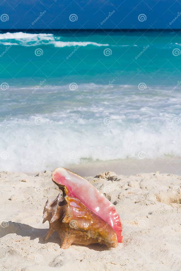Large sea shell stock photo. Image of nature, marine - 290344538