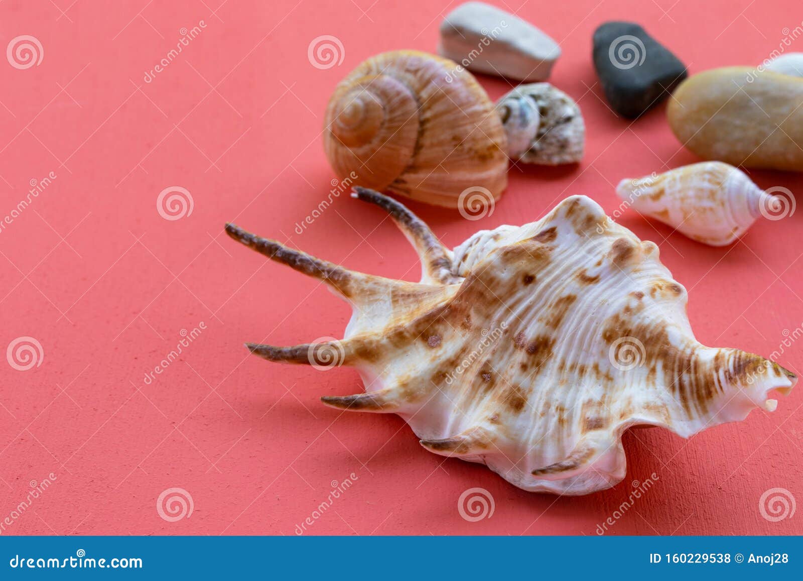 Large Sea Shell and Small Shells of Light and Brown Color on a Coral ...