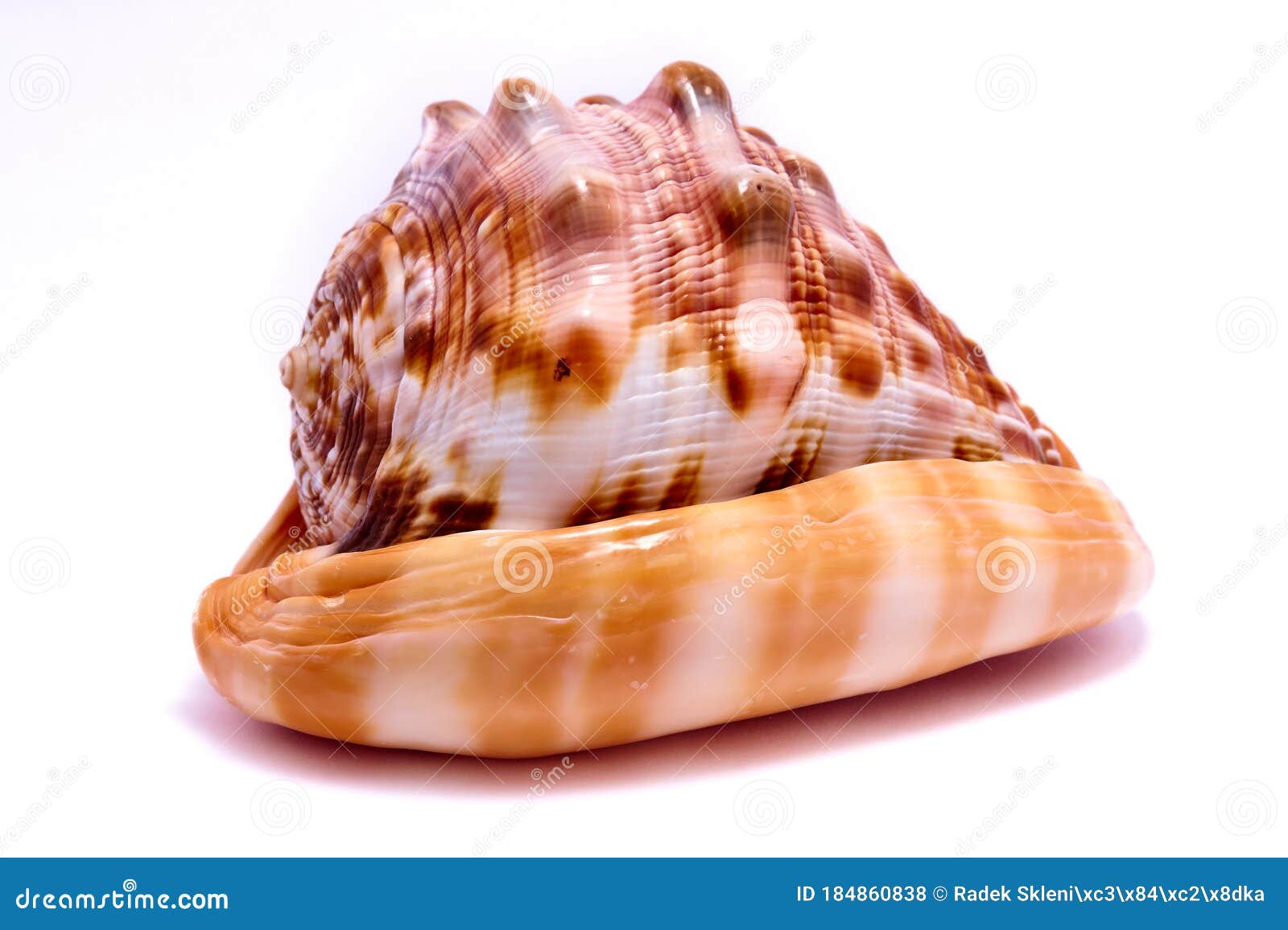 Large Sea Shell, White Background Stock Photo - Image of life, closeup ...