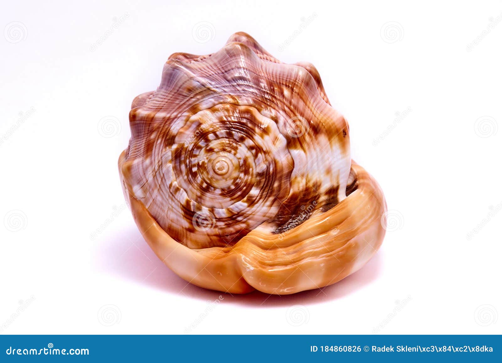 Large Sea Shell, White Background Stock Photo - Image of beauty, fish ...