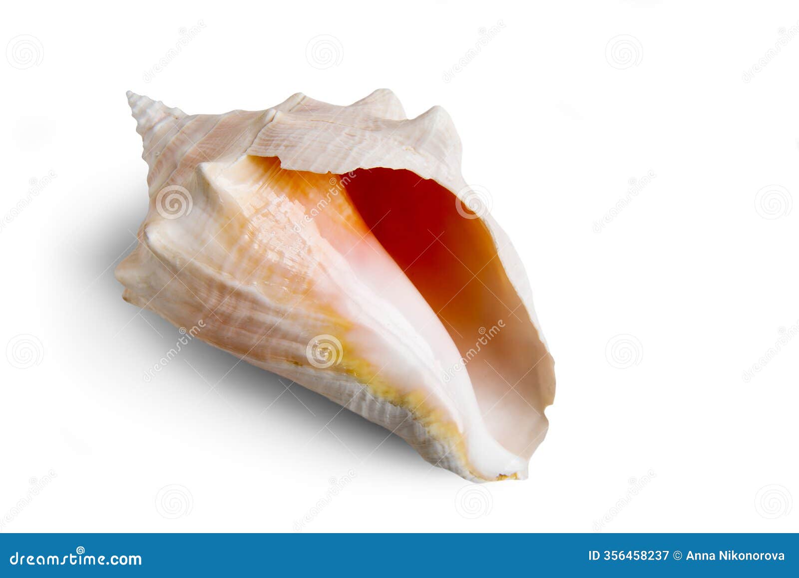 Large Sea Shell on White Background. Stock Image - Image of glossy ...