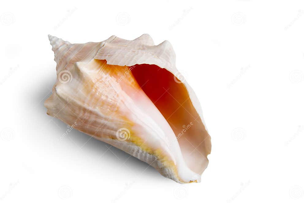 Large Sea Shell on White Background. Stock Image - Image of glossy ...