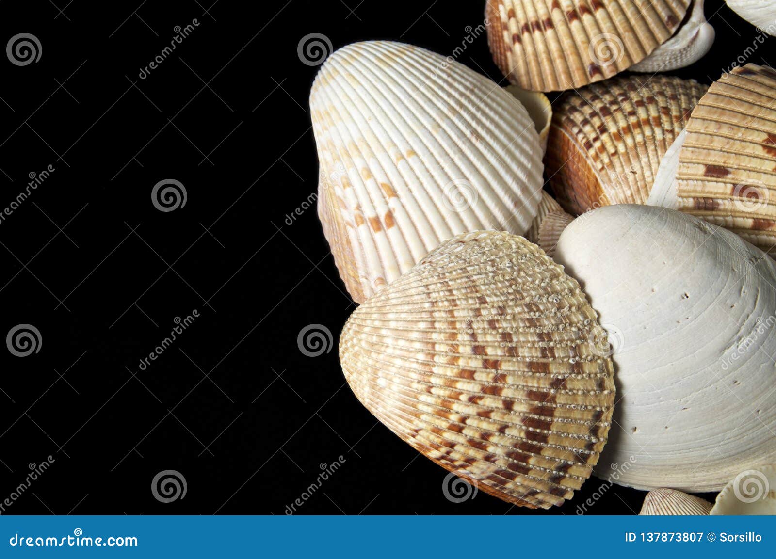 Large Sea Shells on Black Background Stock Image - Image of small ...