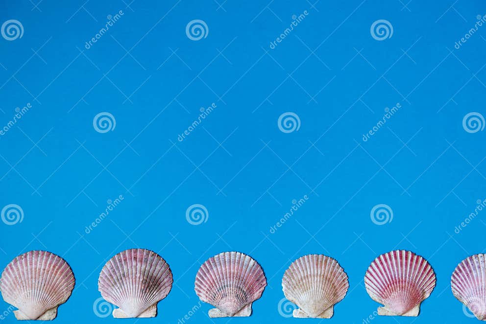 Large Sea Shells on Blue Background Stock Image - Image of panorama ...