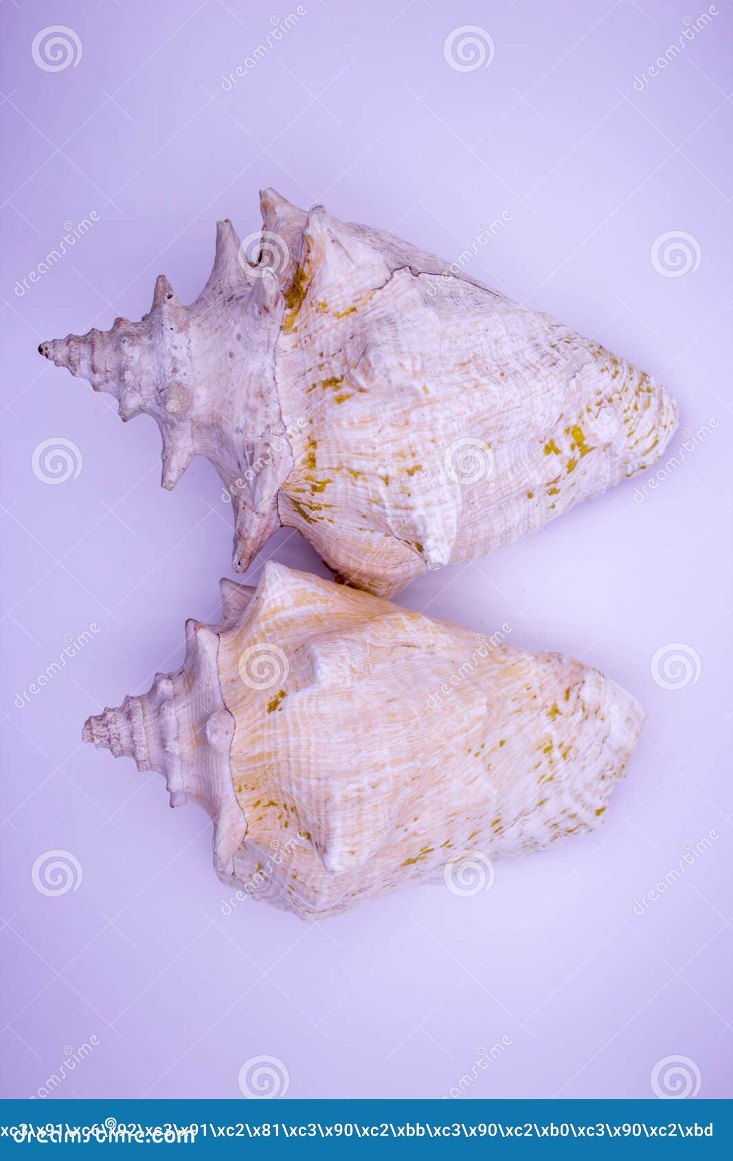 Large Sea Shells on a White Background Stock Photo - Image of shells ...