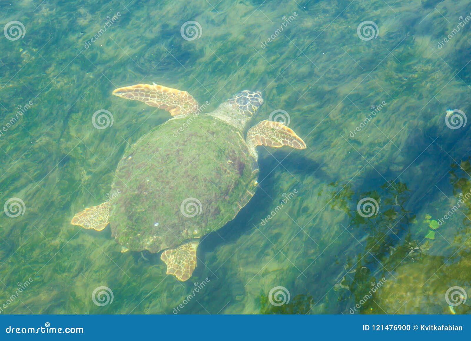 Large Sea Turtle Caretta Caretta in the Mediterranean Sea Stock Photo ...