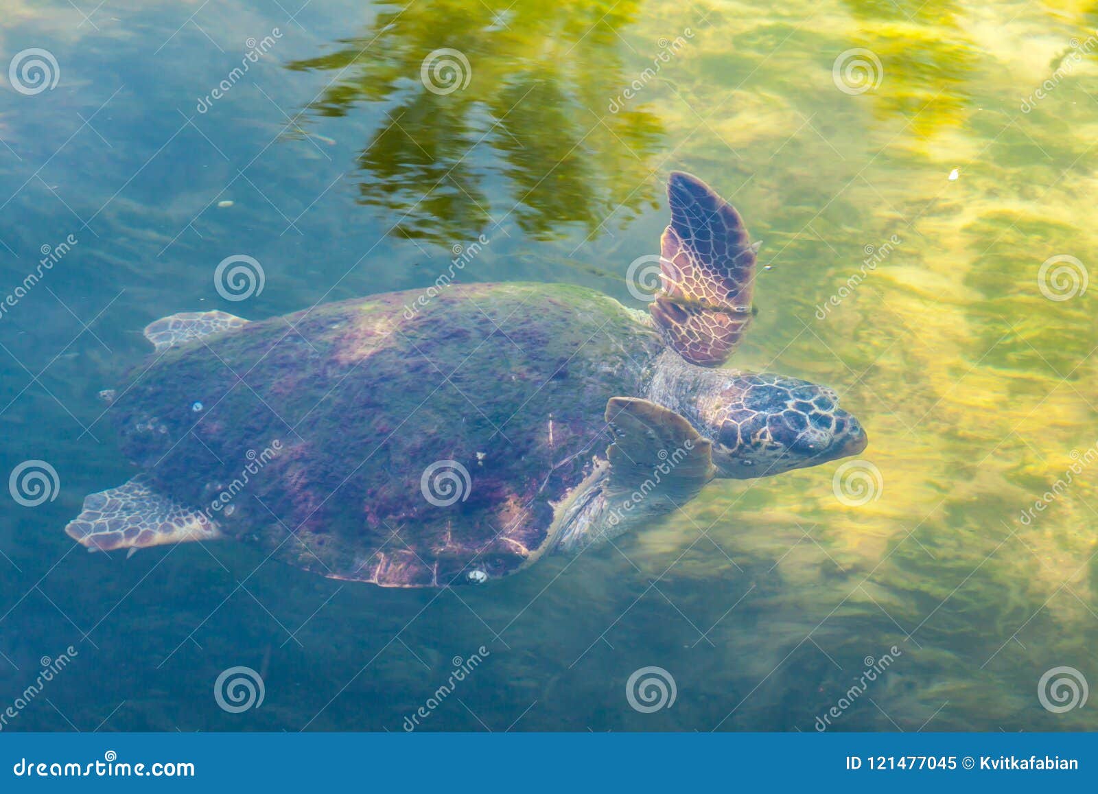 Large Sea Turtle Caretta Caretta in the Mediterranean Sea Stock Image ...