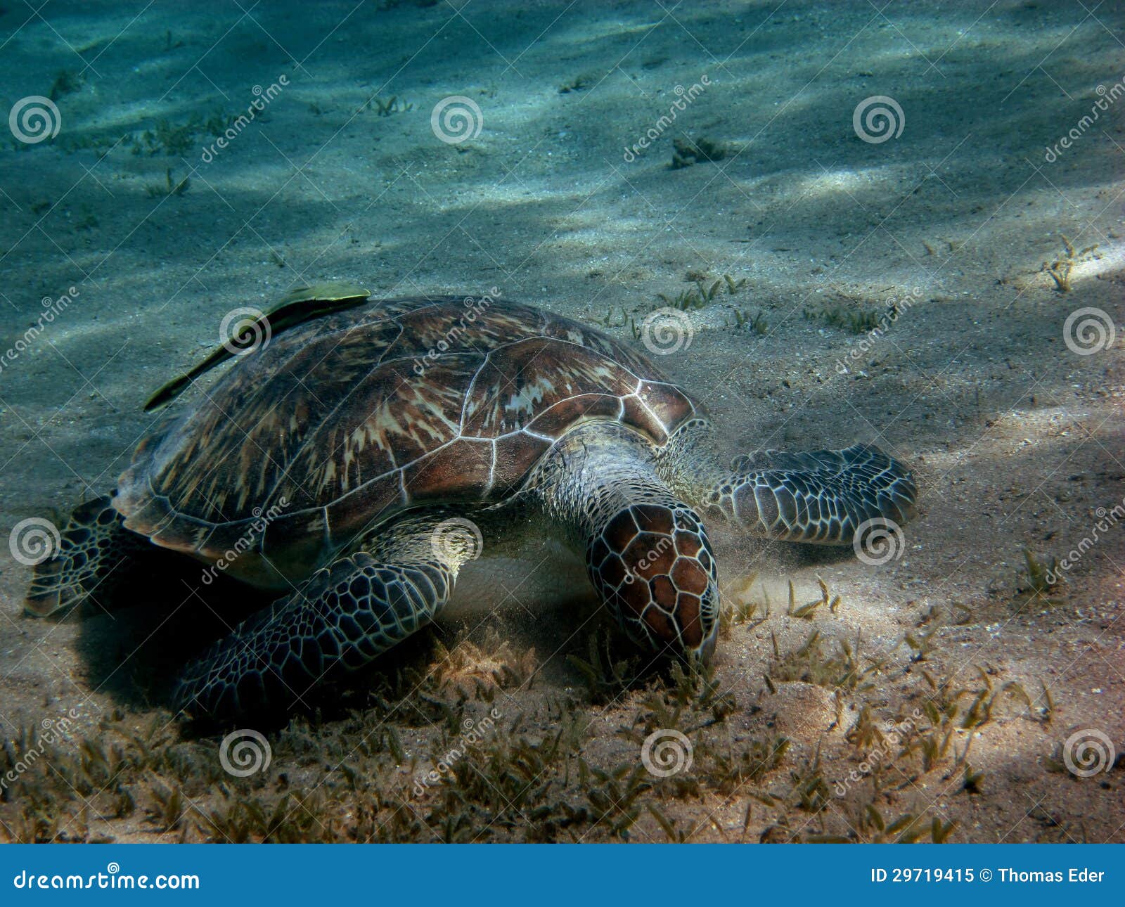 Sea turtle eats stock image. Image of clean, egypt, beach - 29719415