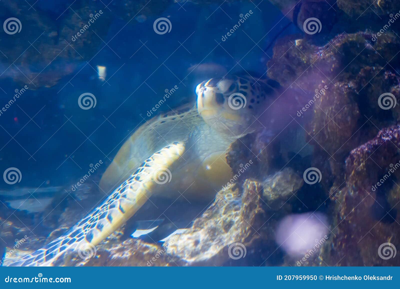 Large Sea Turtle. Muzzle Turtle Underwater Stock Photo - Image of ...