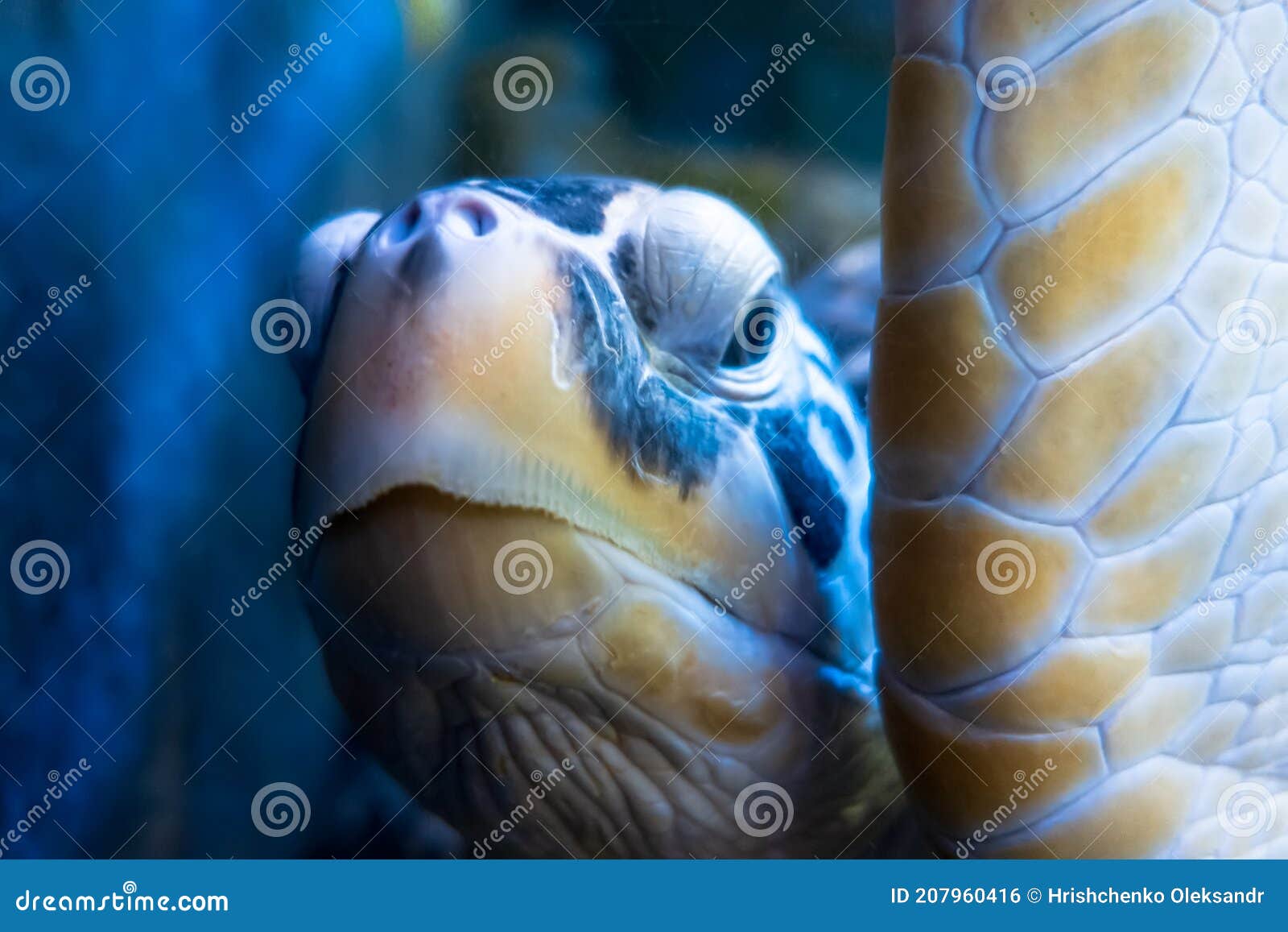Large Sea Turtle. Muzzle Turtle Underwater Stock Photo - Image of blue ...