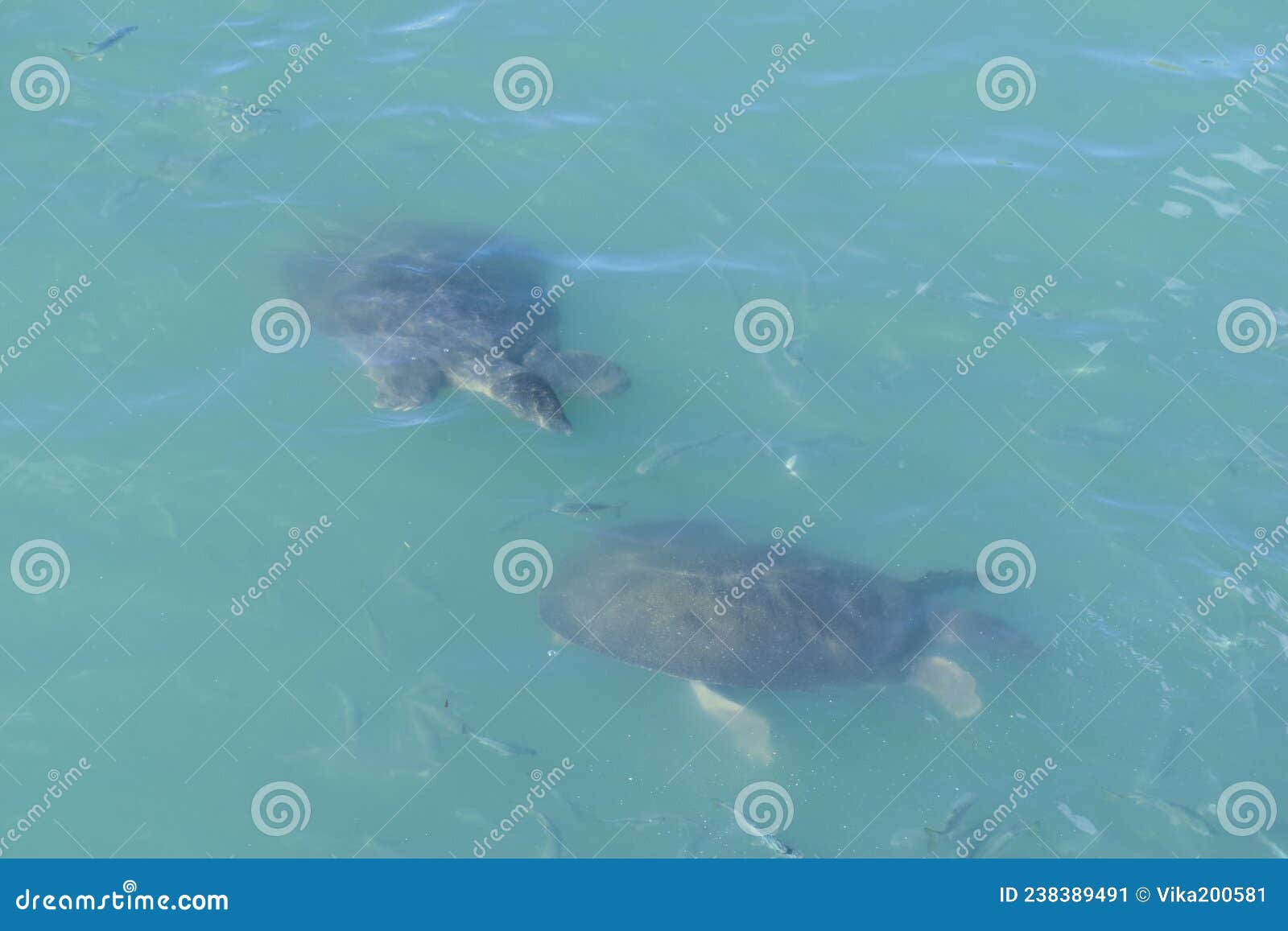 Large Sea Turtles in Troubled Waters. Sea Animals Turtles in Sea Stock ...