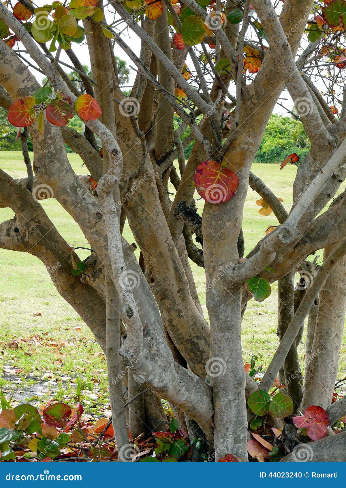 Large Seagrape Tree stock photo. Image of grape, close - 44023240