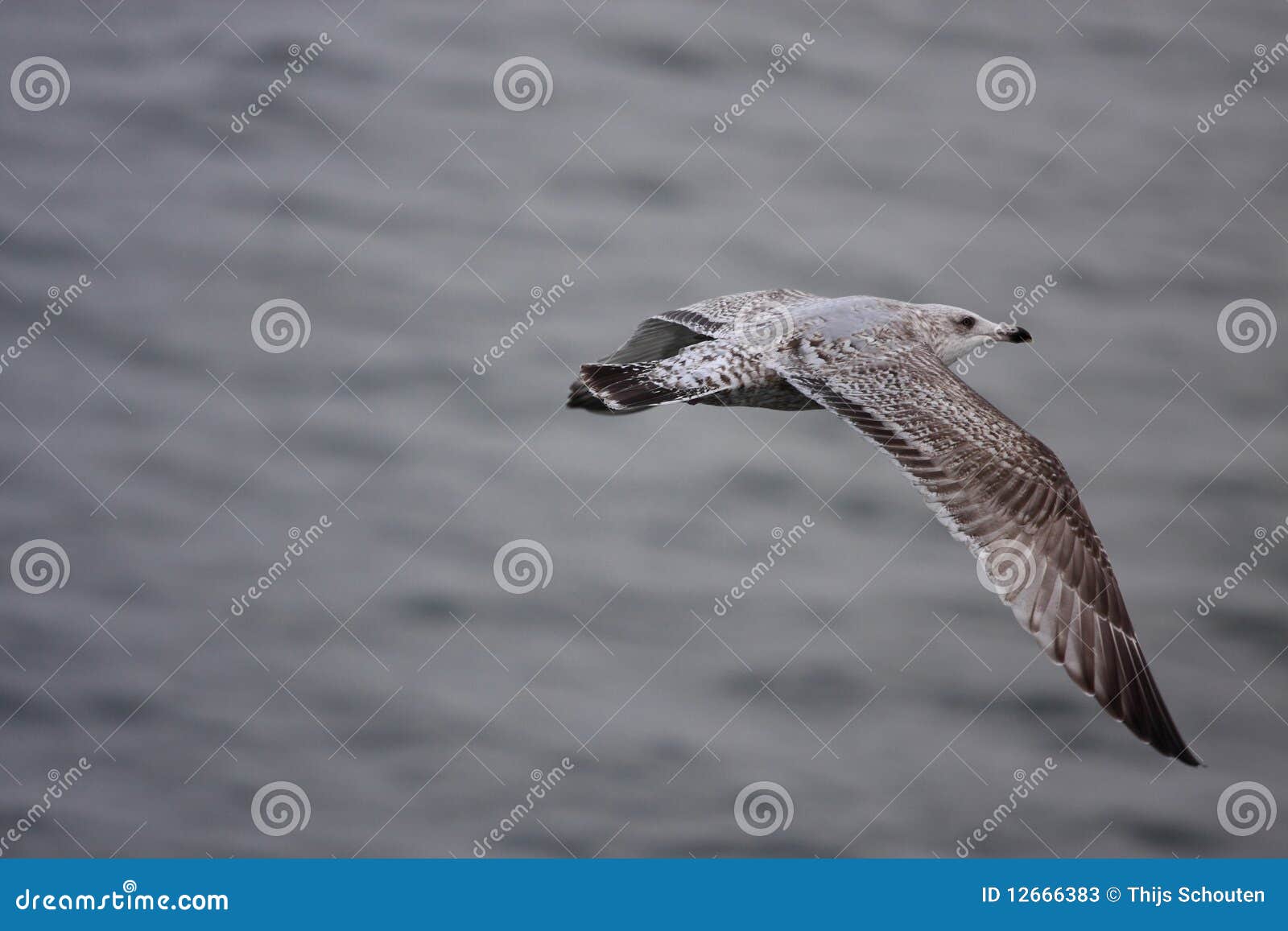 Large seagull stock image. Image of bird, action, heaven - 12666383