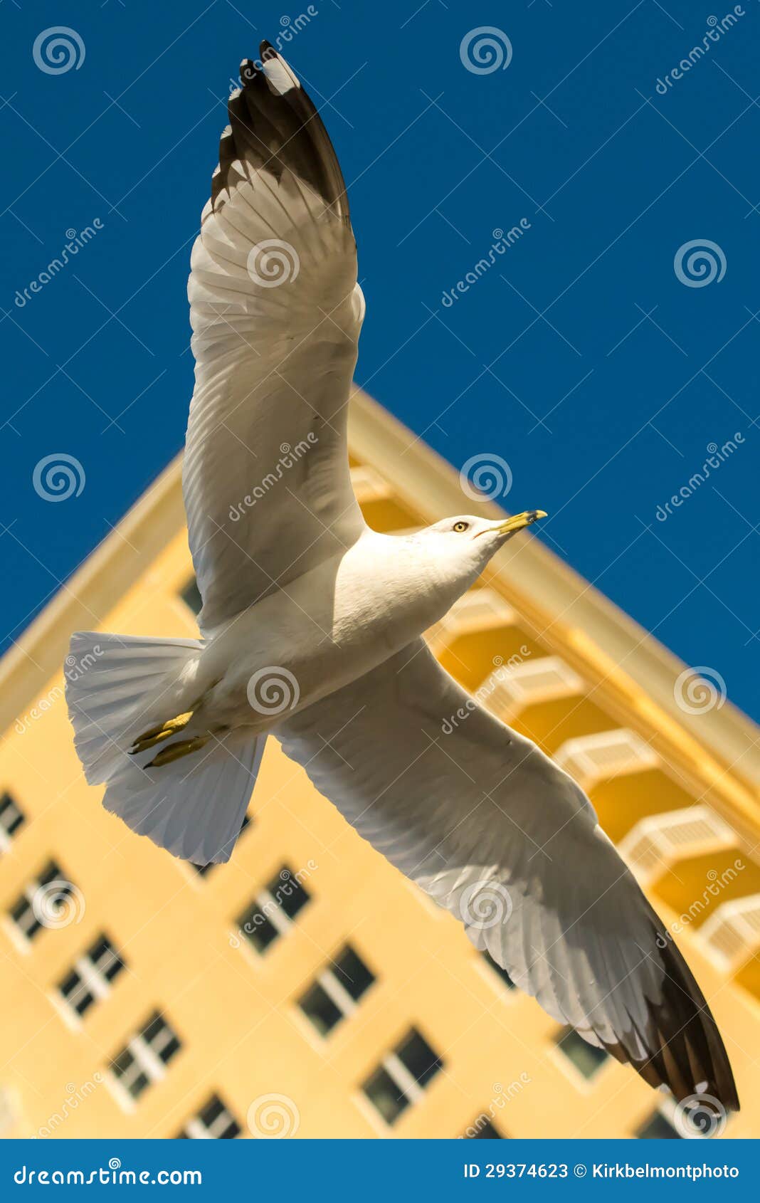 In The Background, Skyscraper Concrete Formwork Frames, And A Portrait ...
