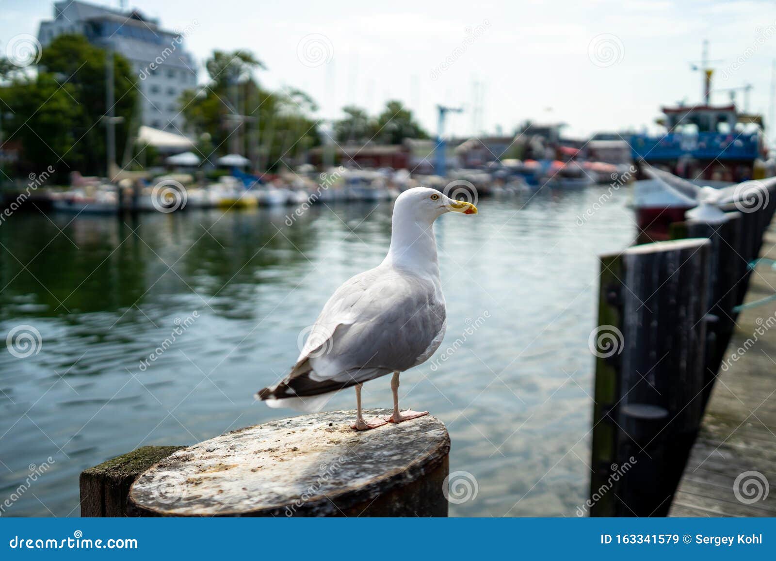 A large seagull stock image. Image of ornithology, nature - 163341579