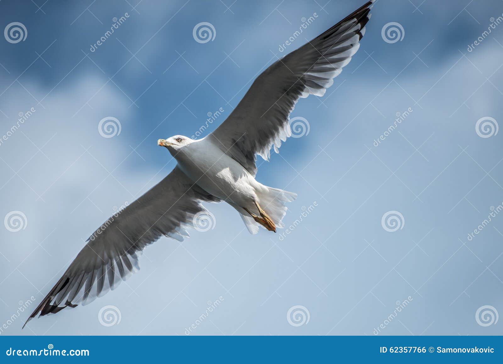 Large Seagull with Spread Wings Stock Photo - Image of large, seagull ...