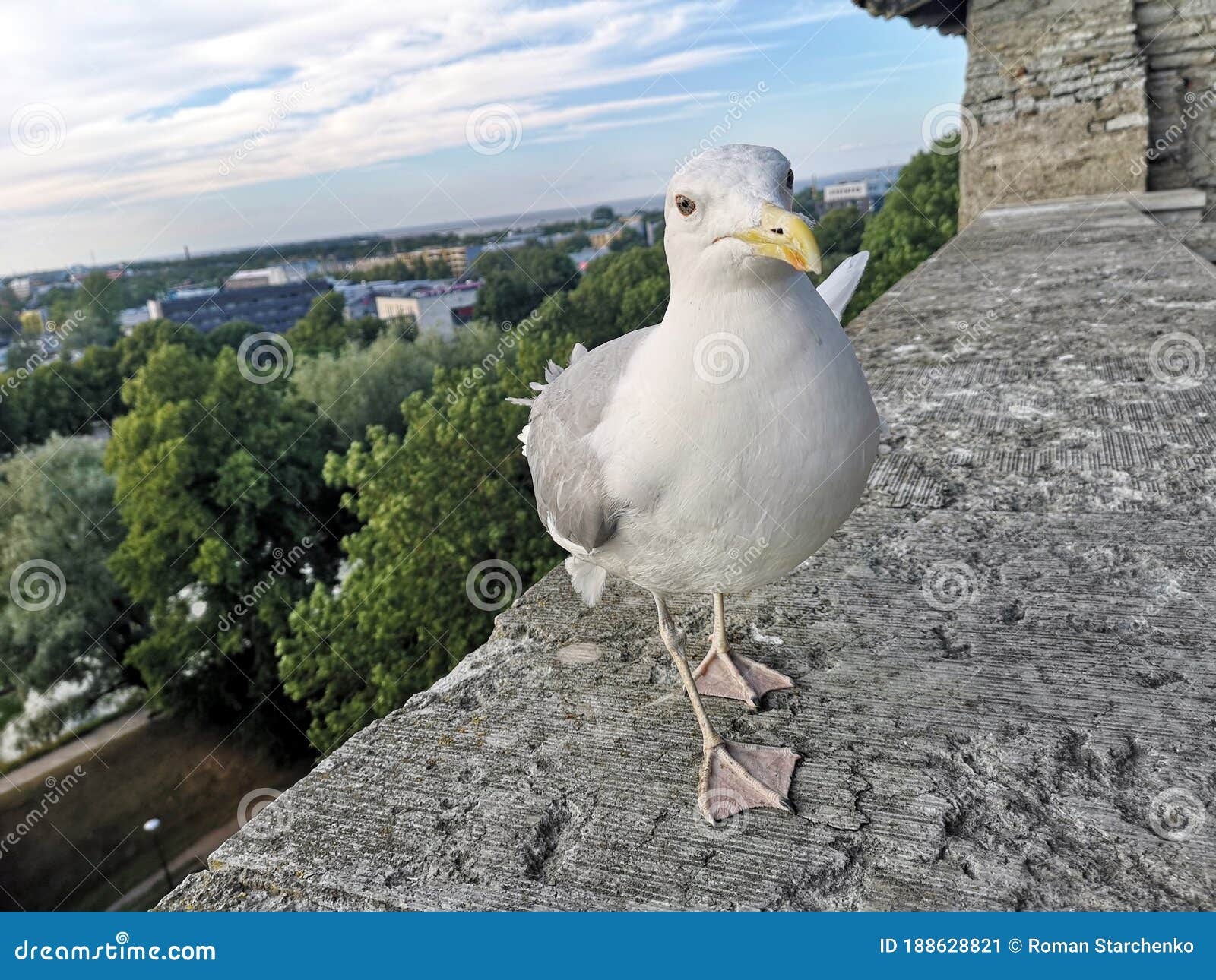 Large Seagull Stands on a Concrete Slab Stock Image - Image of color ...